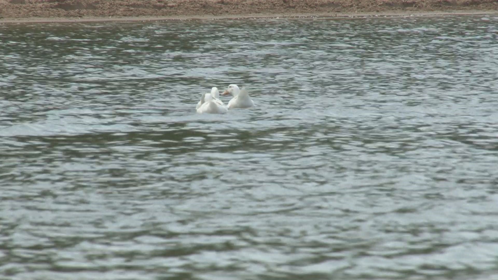 Beaverfork Lake swim beach closed due to E. coli | thv11.com
