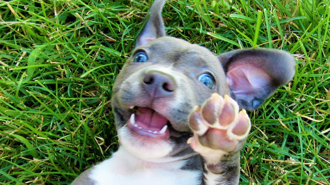 Save a pit bull's life in Central Arkansas | thv11.com