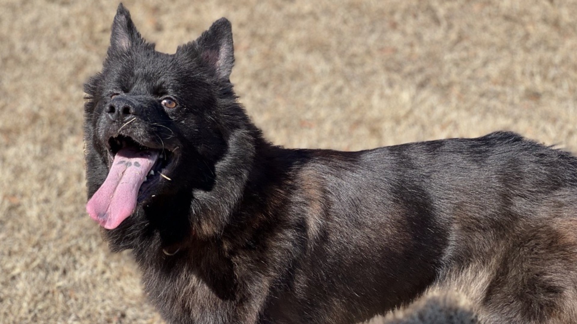 Arkansas dog that looks like a bat is an internet sensation | thv11.com