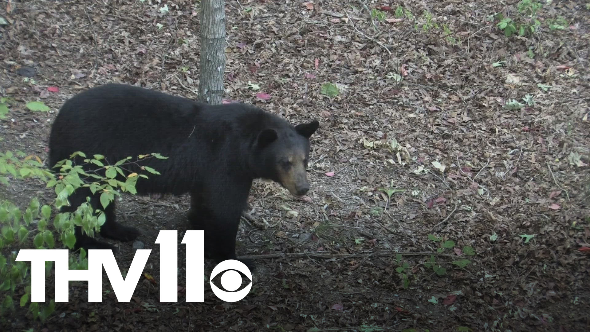 2025 Black Bear Bonanza comes to Arkansas | Outdoor Report | thv11.com