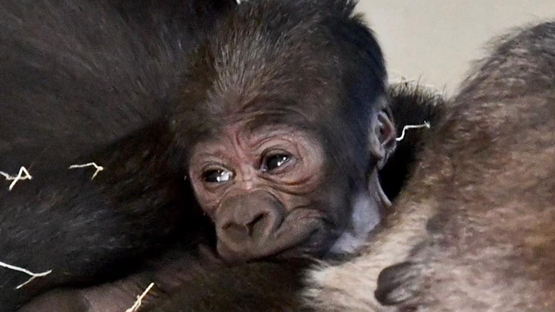 Little Rock Zoo celebrating birth of newborn baby gorilla | thv11.com