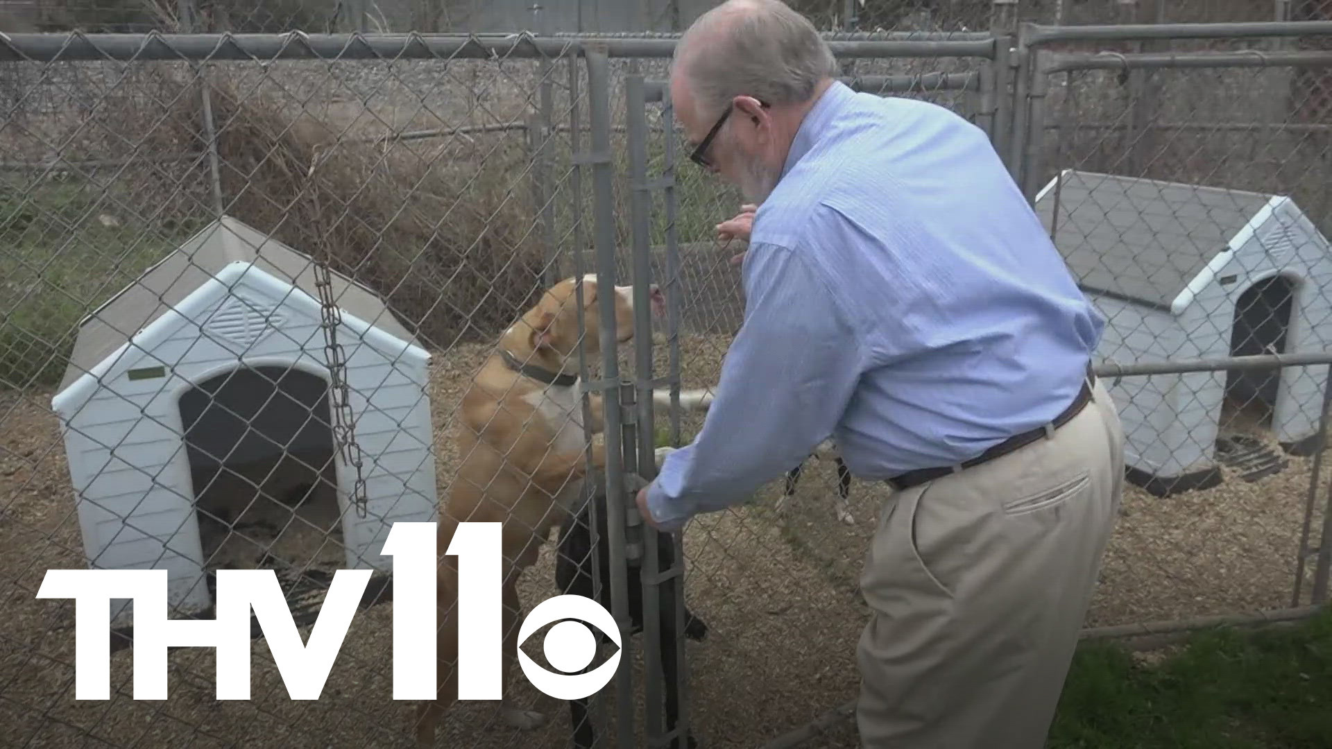 Clark County Humane Society will no longer accept pit bulls | thv11.com