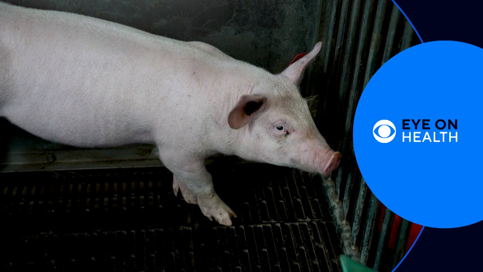Pigs for transplant & medical chatbots | Eye on Health | thv11.com