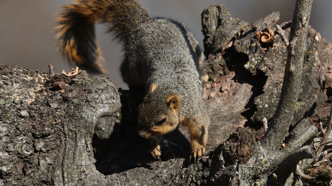 Big Squirrel Challenge to test Arkansas hunters for third year | thv11.com