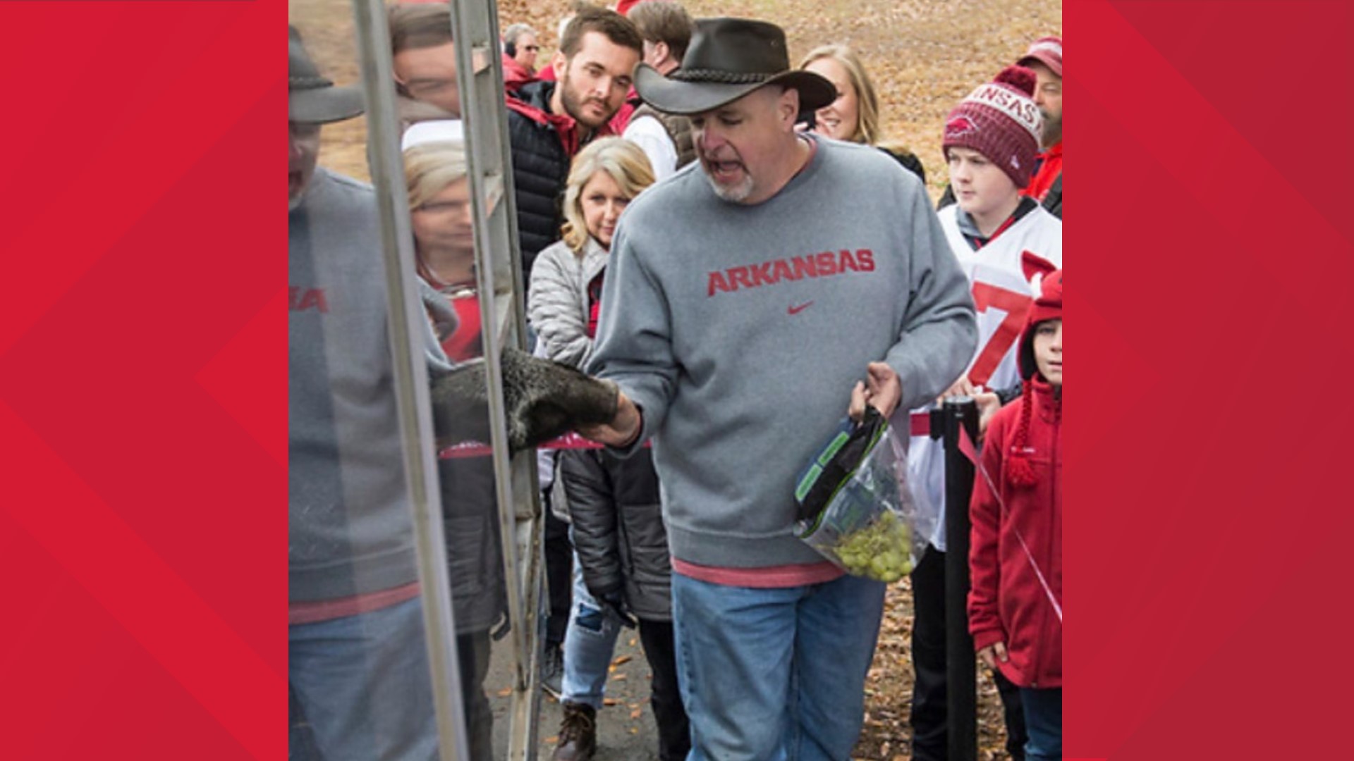 Razorback mascot caretaker has died | thv11.com