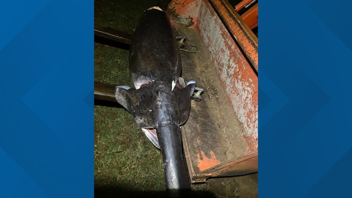 Massive 6-foot-long paddlefish found on Beaver Lake, AGFC says | thv11.com