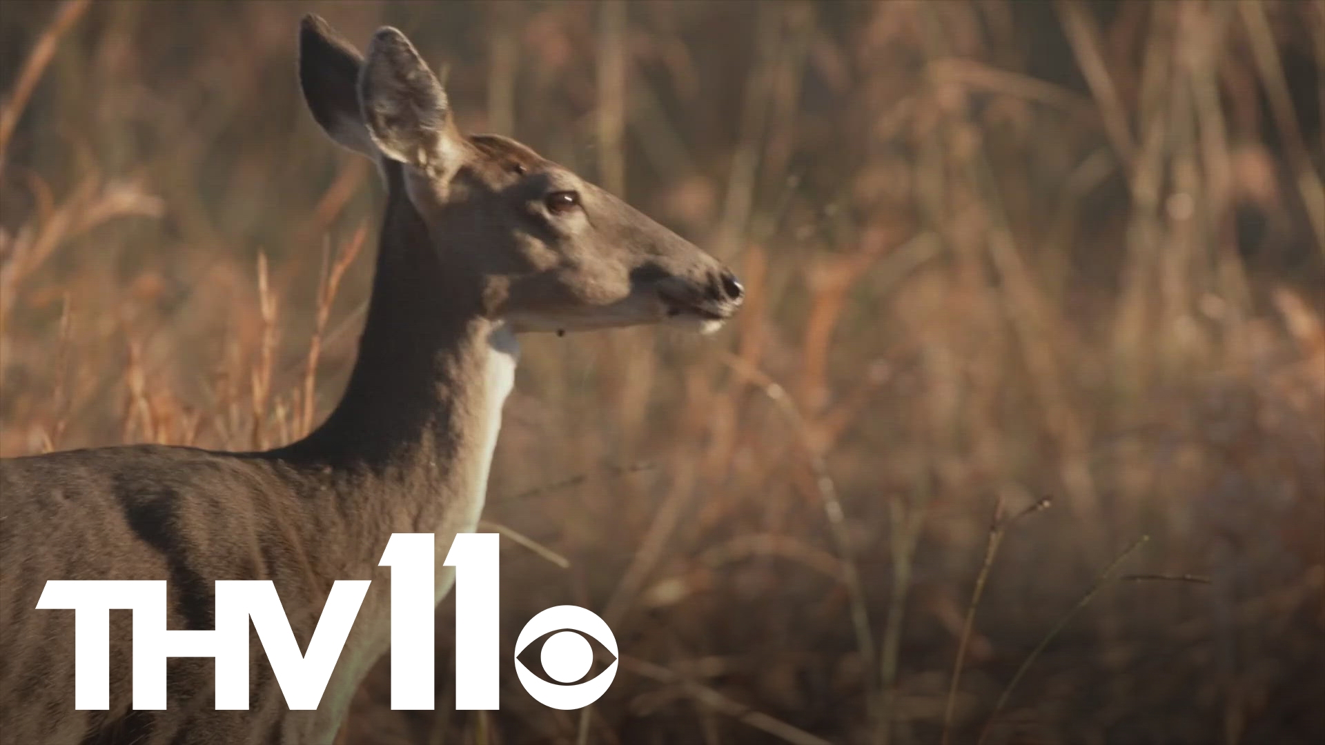 Modern gun deer season check in | Outdoor Report | thv11.com