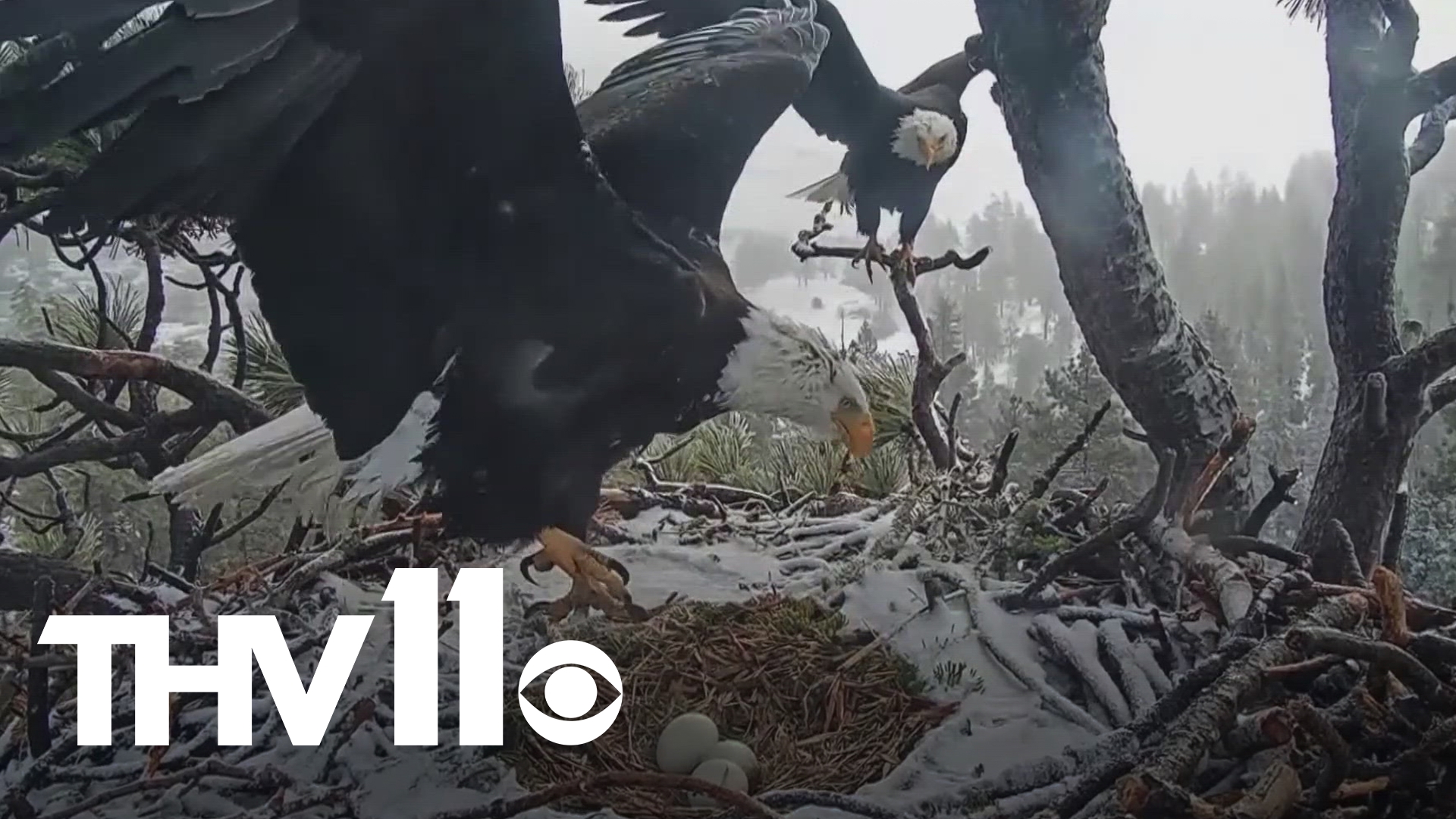 President Biden officially designates bald eagle as national bird ...