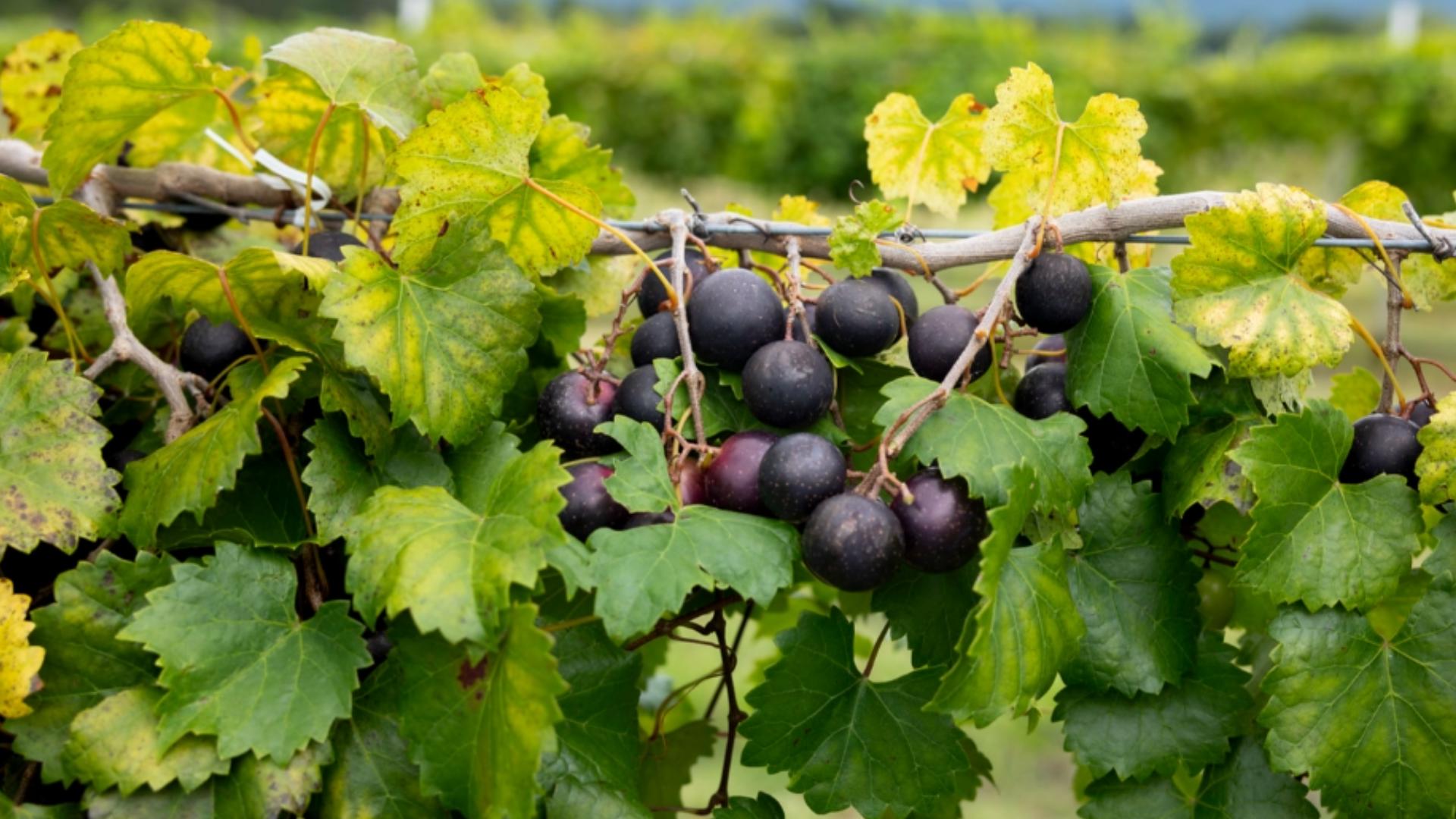 Arkansas grape breeders works to create hybrid from two species | thv11.com