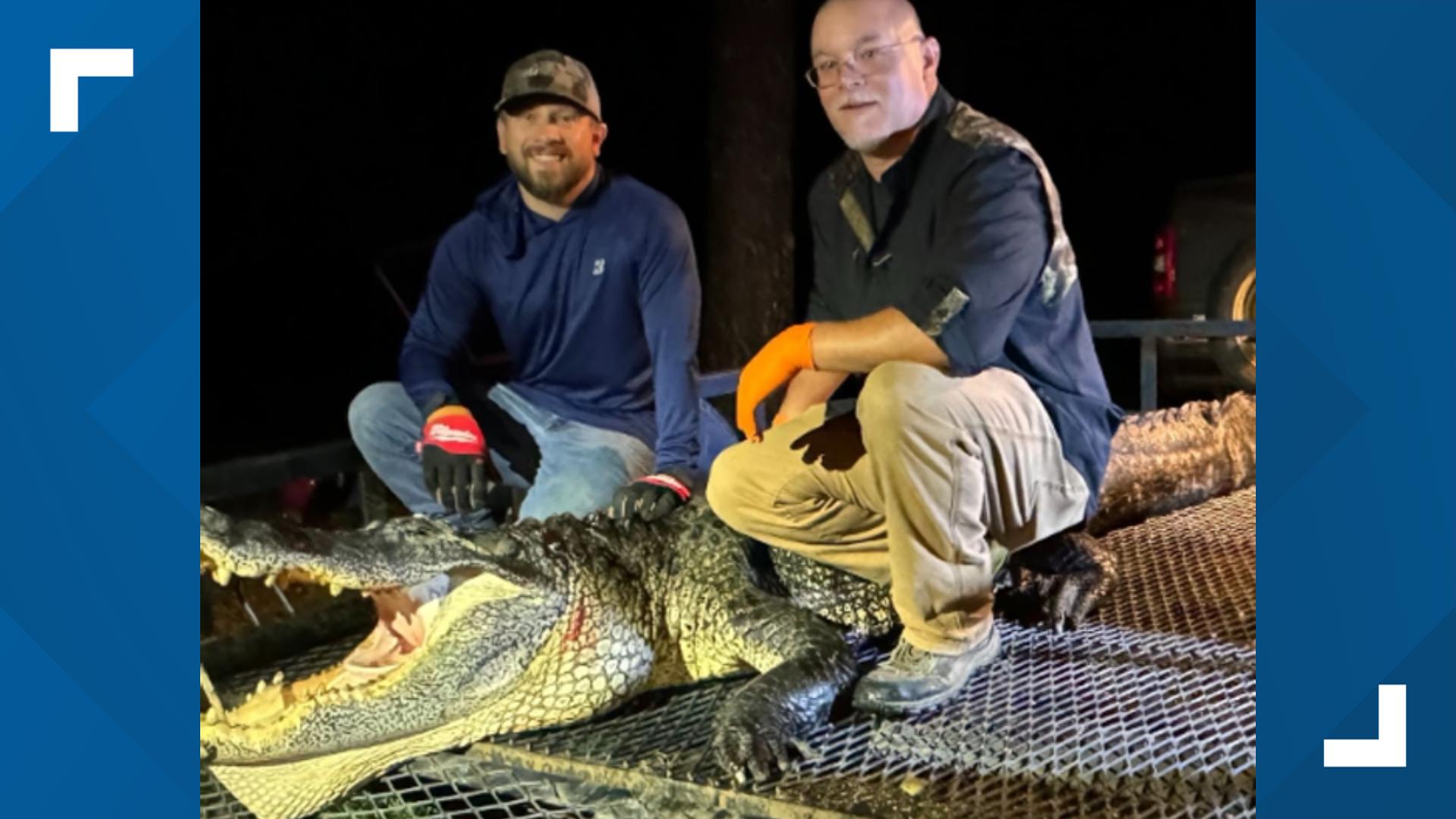 Arkansas starts 2025 alligator hunt applications soon | What to know ...