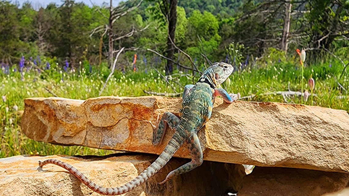 Over forty Eastern collard lizards find home in Arkansas Ozarks | thv11.com