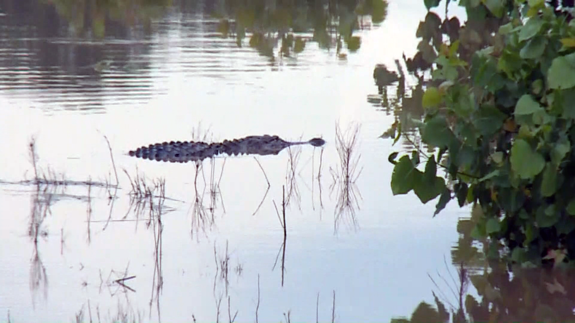 Alligator likely displaced due to flooding sighted in Pine Bluff ...