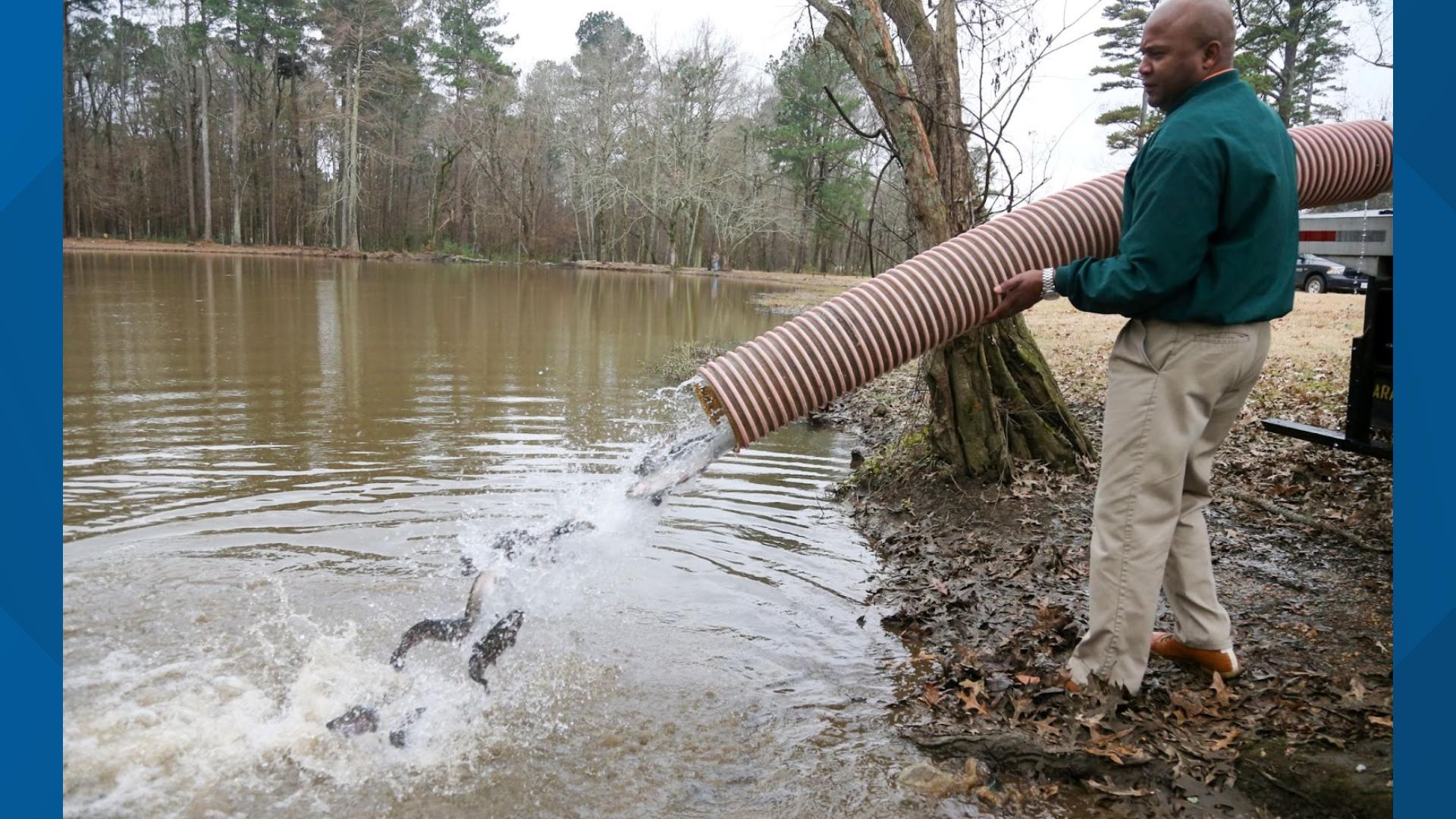 AGFC stocks community ponds with about 60,000 trout | thv11.com