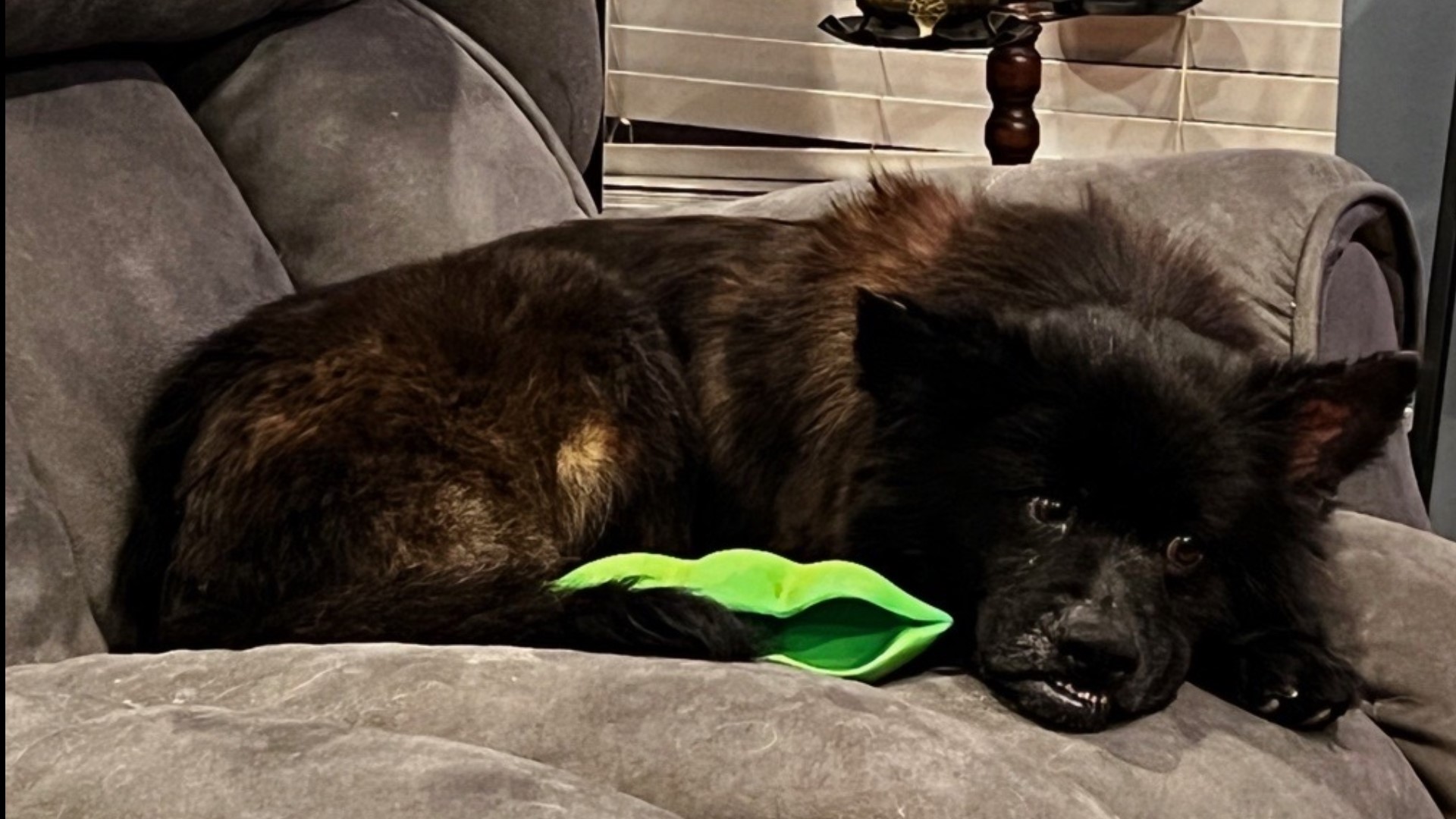 Arkansas dog that looks like a bat is an internet sensation | thv11.com