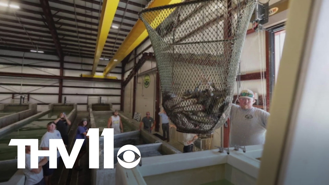 Joe Hogan State Fish Hatchery in Arkansas undergoing renovation ...