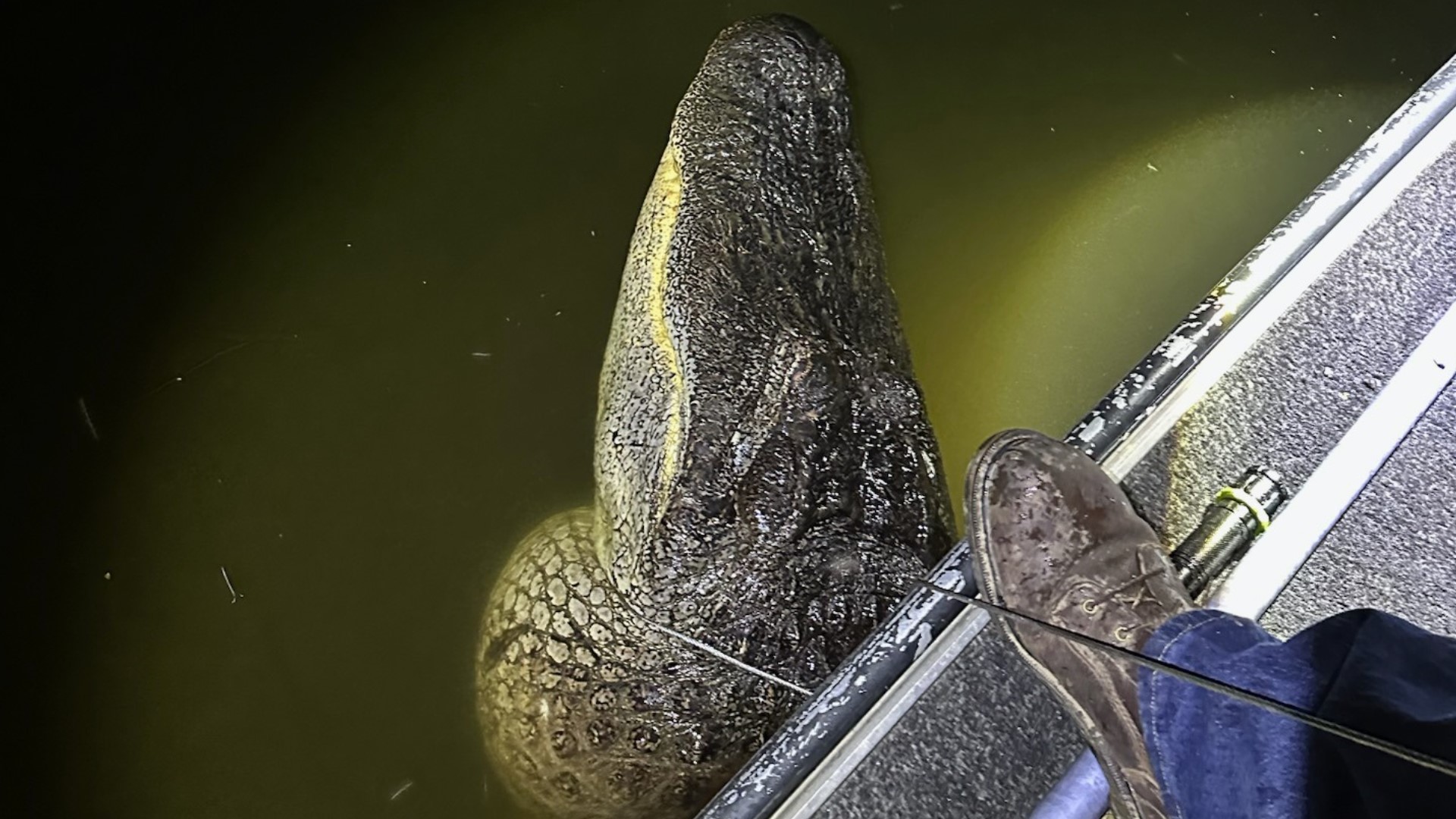 Arkansans wrangle more than 12-foot-long alligator | thv11.com