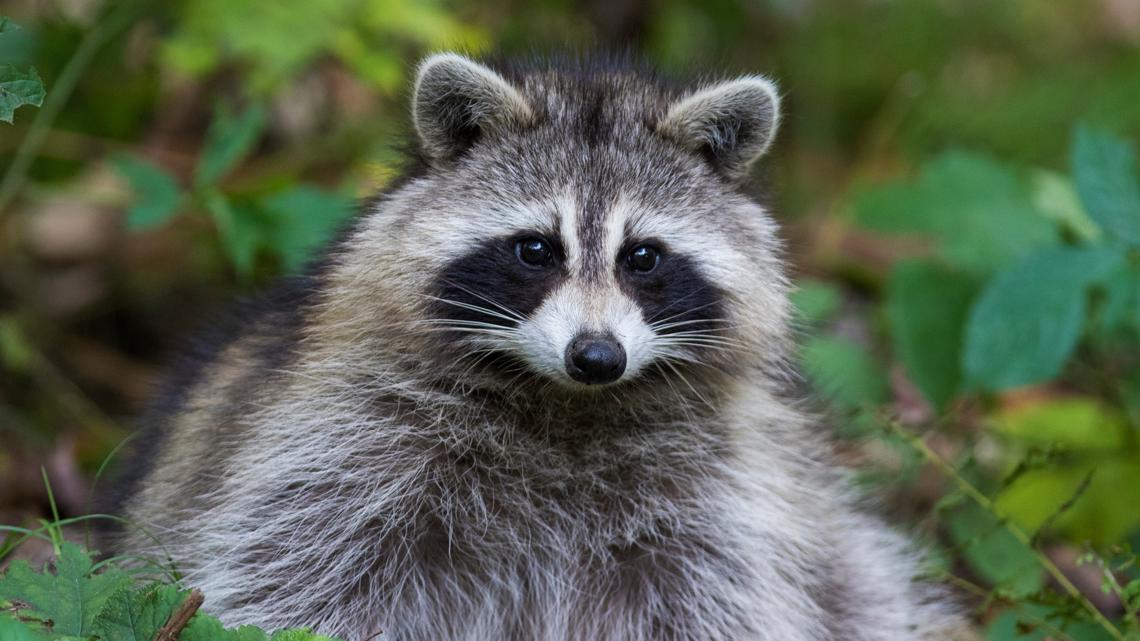 City raccoons are showing signs of domestication, study says | thv11.com