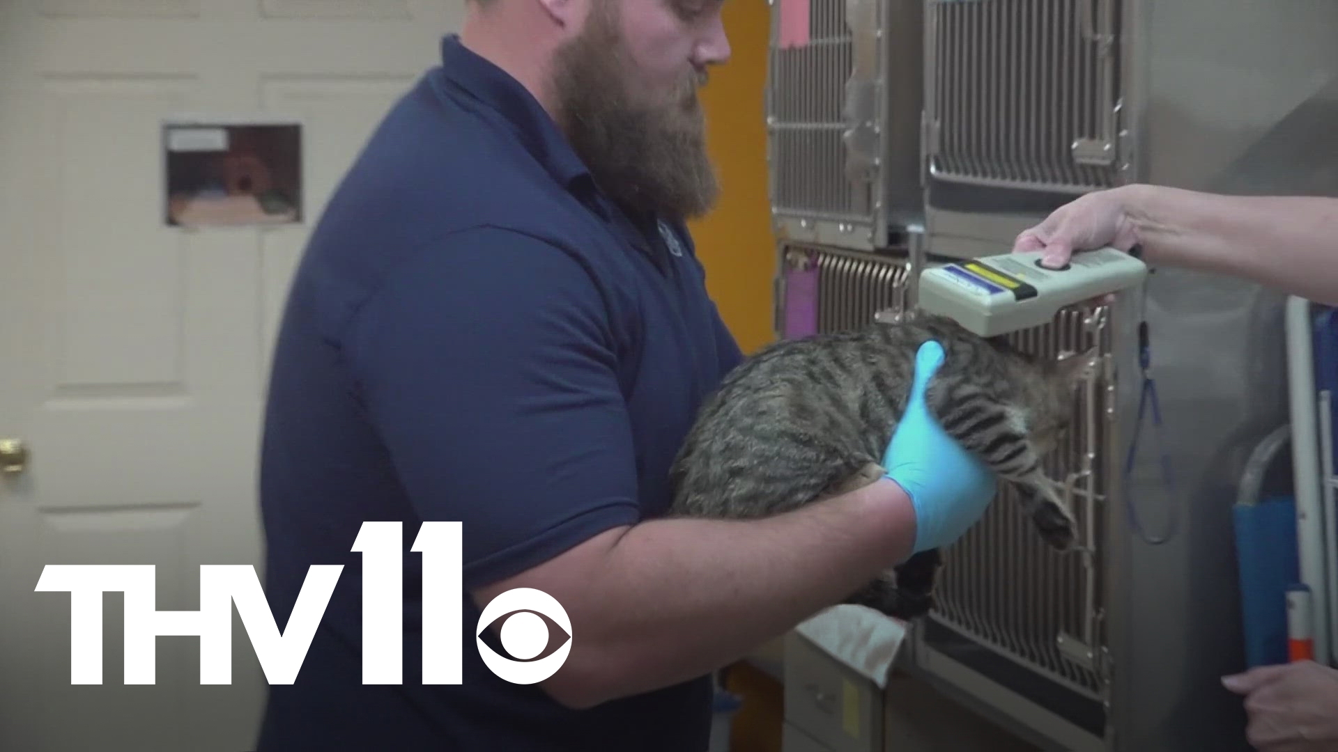 Experts give tips for pet owners following closure of microchip company ...