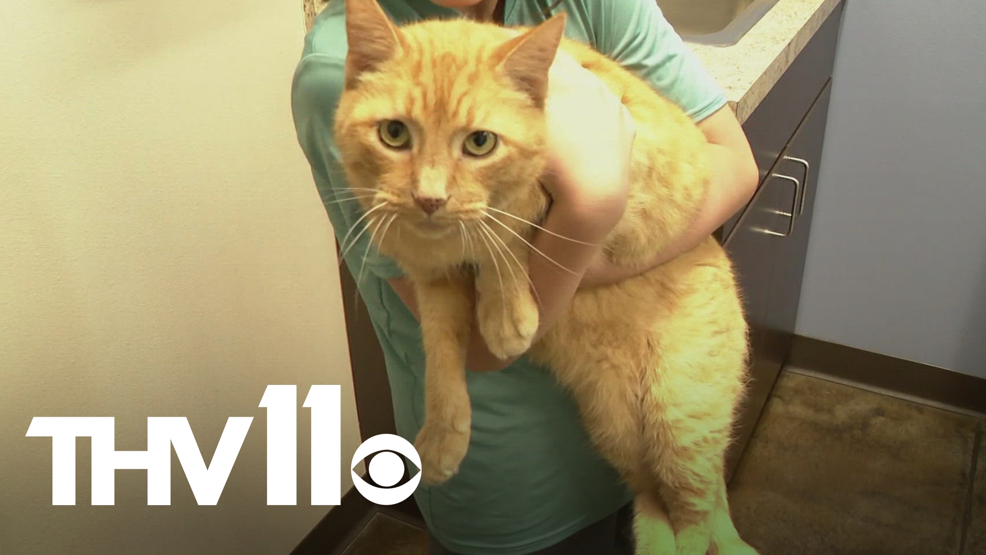 Cat found in Arkansas reunites with family 6 years later | thv11.com