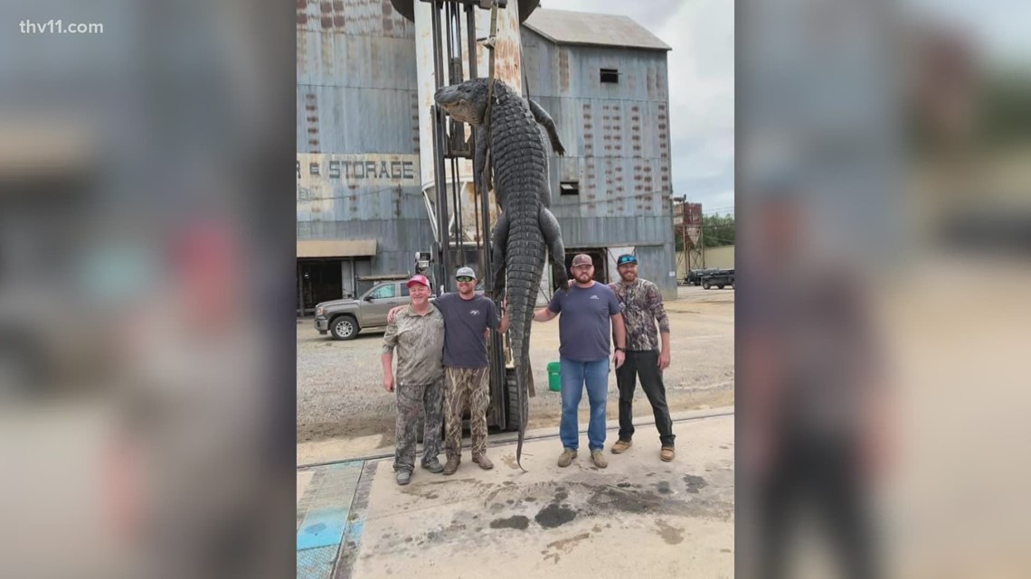 Record-breaking alligator killed in Dumas | thv11.com