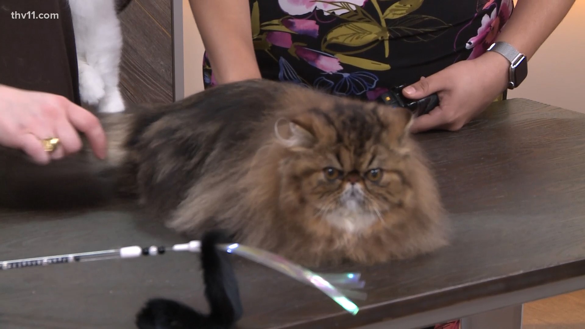 'New Cats in the Rock' cat show this weekend at the State Fairgrounds ...