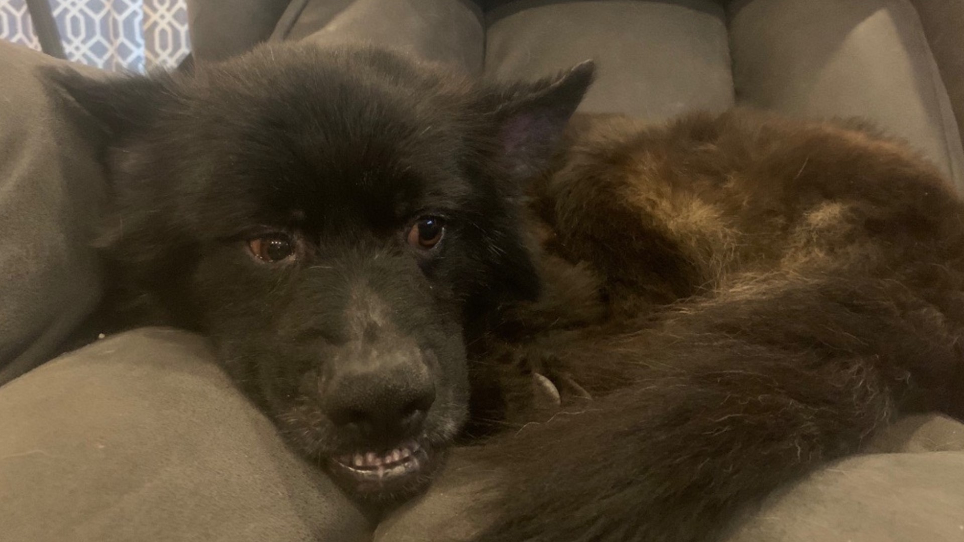 Arkansas dog that looks like a bat is an internet sensation | thv11.com
