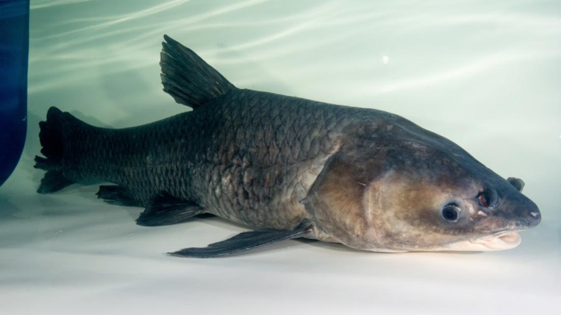 Arkansas anglers can earn $100 by catching black carp through special ...