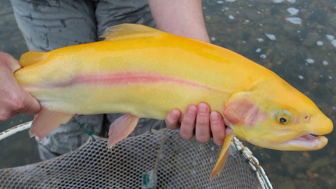 AGFC stocking Family and Community Fishing sites with golden trout ...