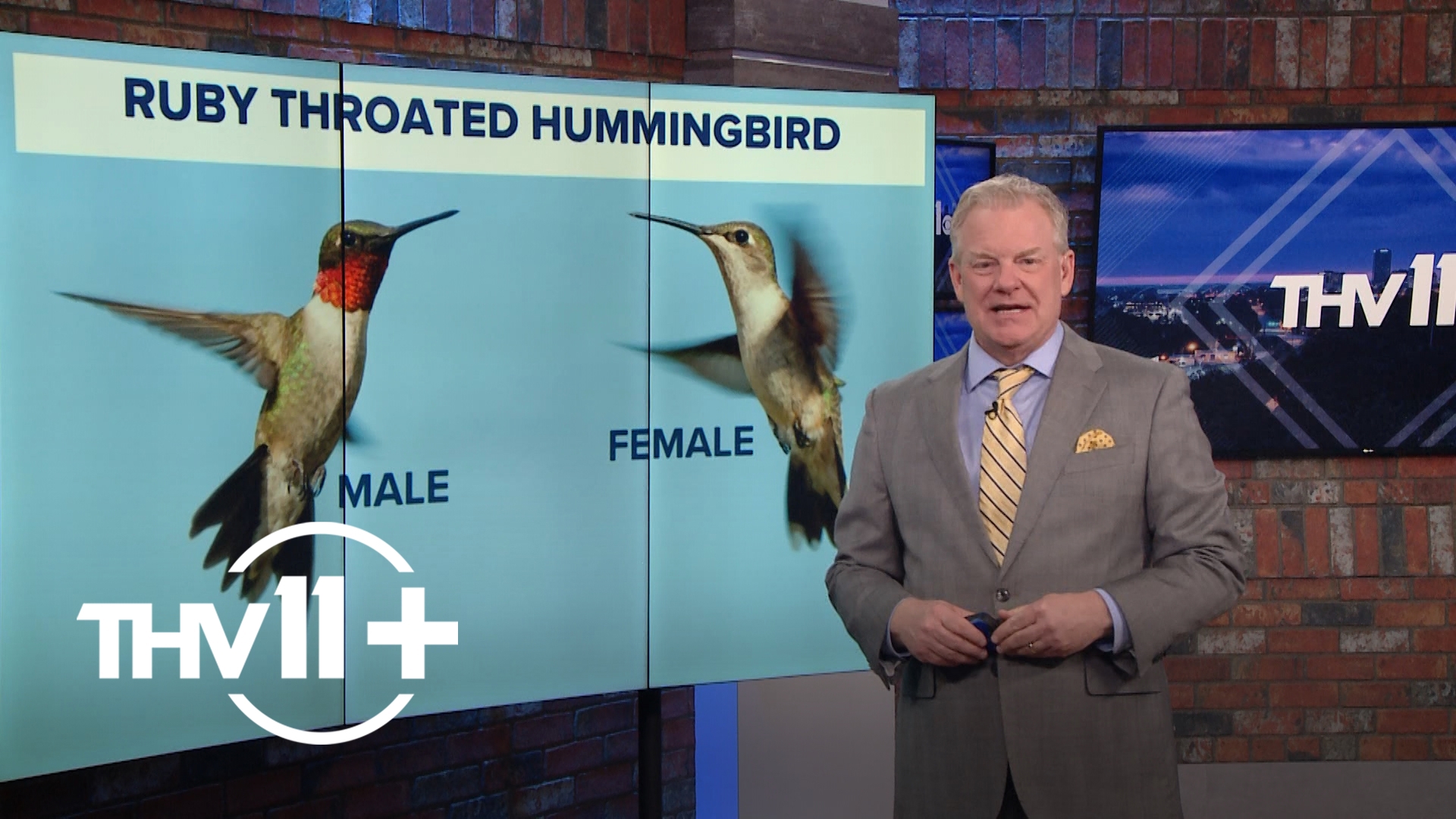 Ruby-throated Hummingbirds to return to Arkansas this spring | thv11.com