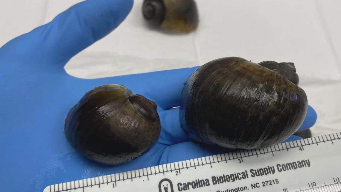 Invasive snail species spotted in shipments coming to Arkansas | thv11.com