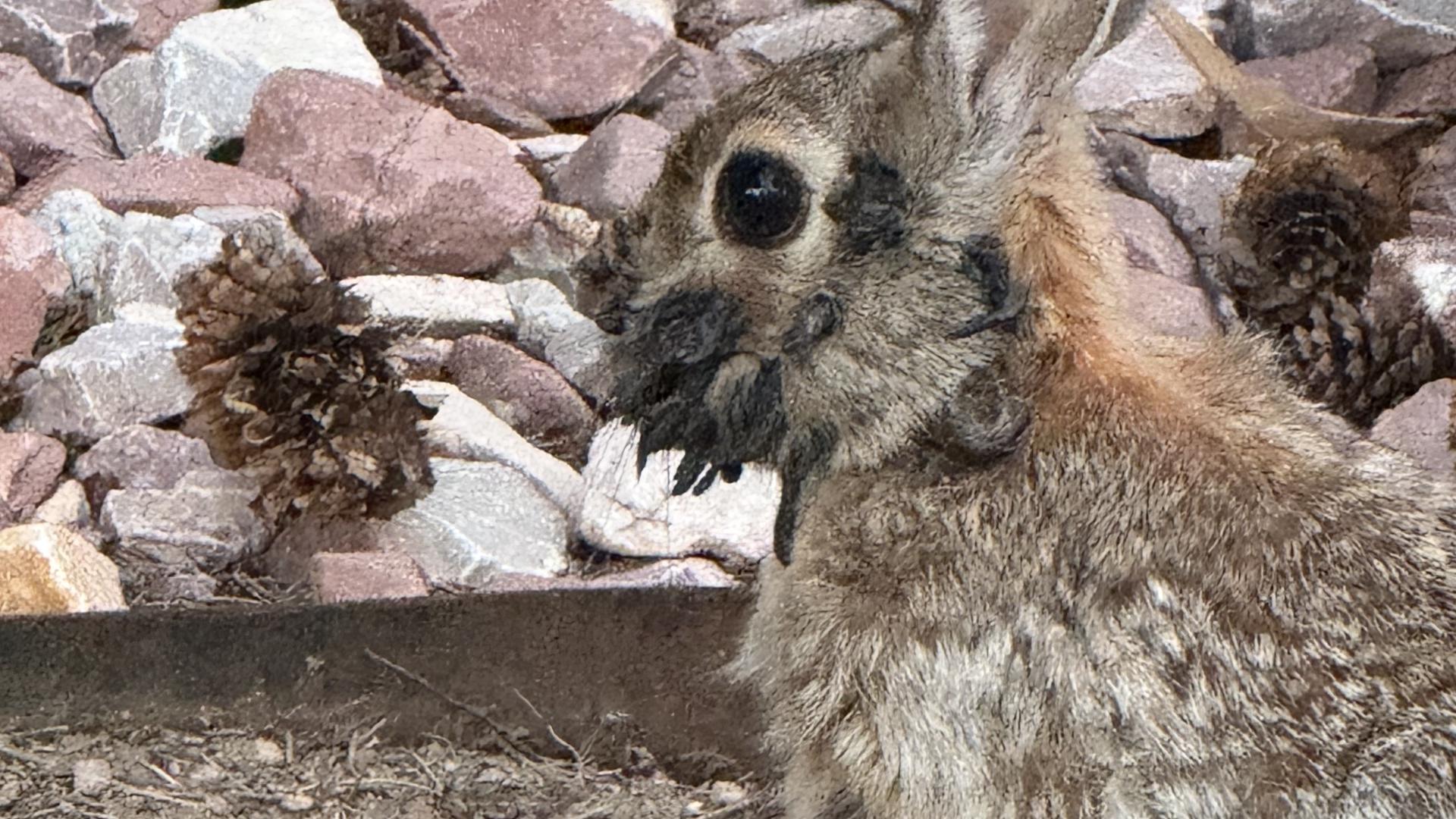 Colorado rabbits show bizarre' 'tentacle' growths on their heads | thv11.com
