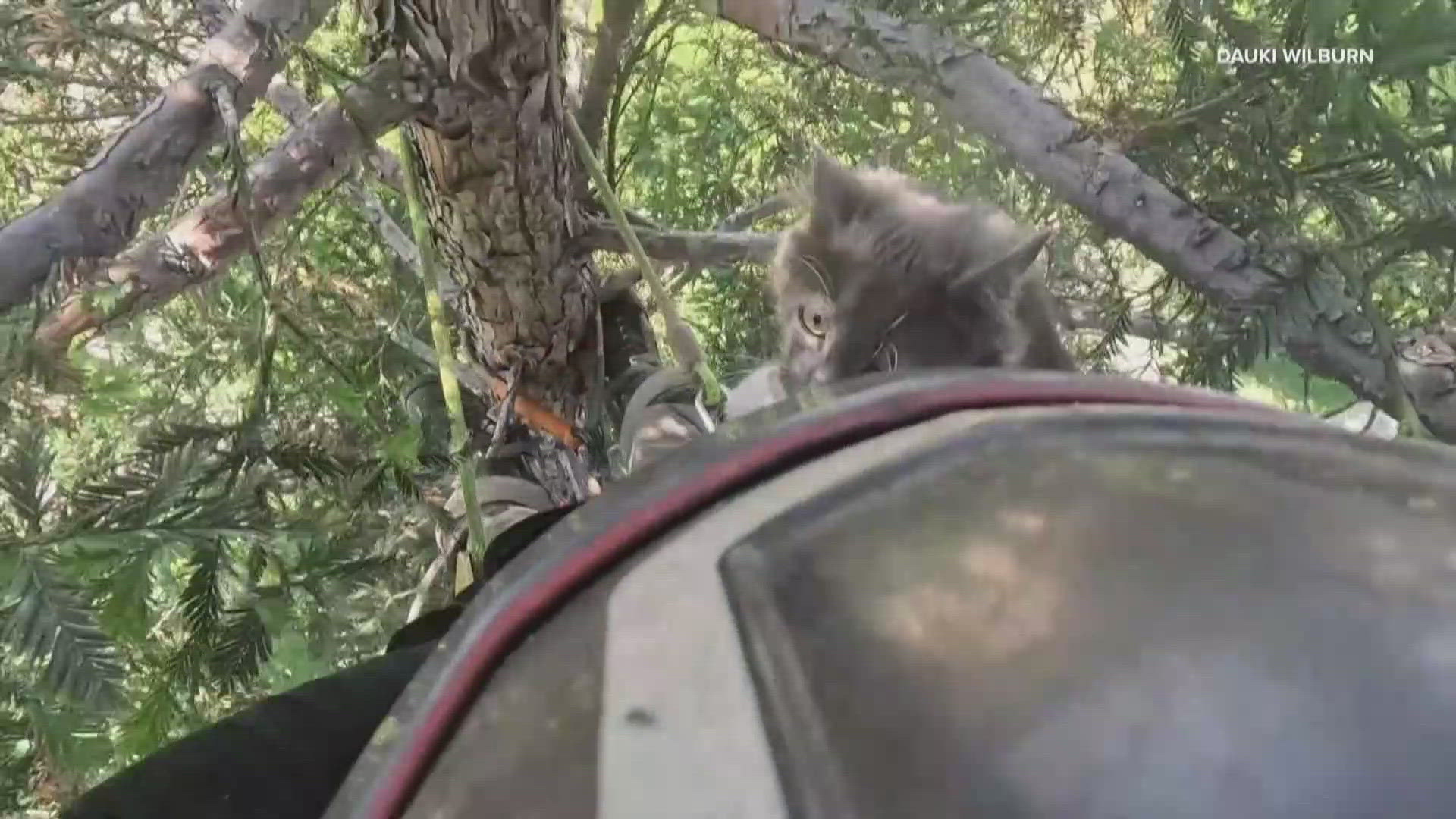 Expert tree climber rescues cat at Stanislaus State University | thv11.com