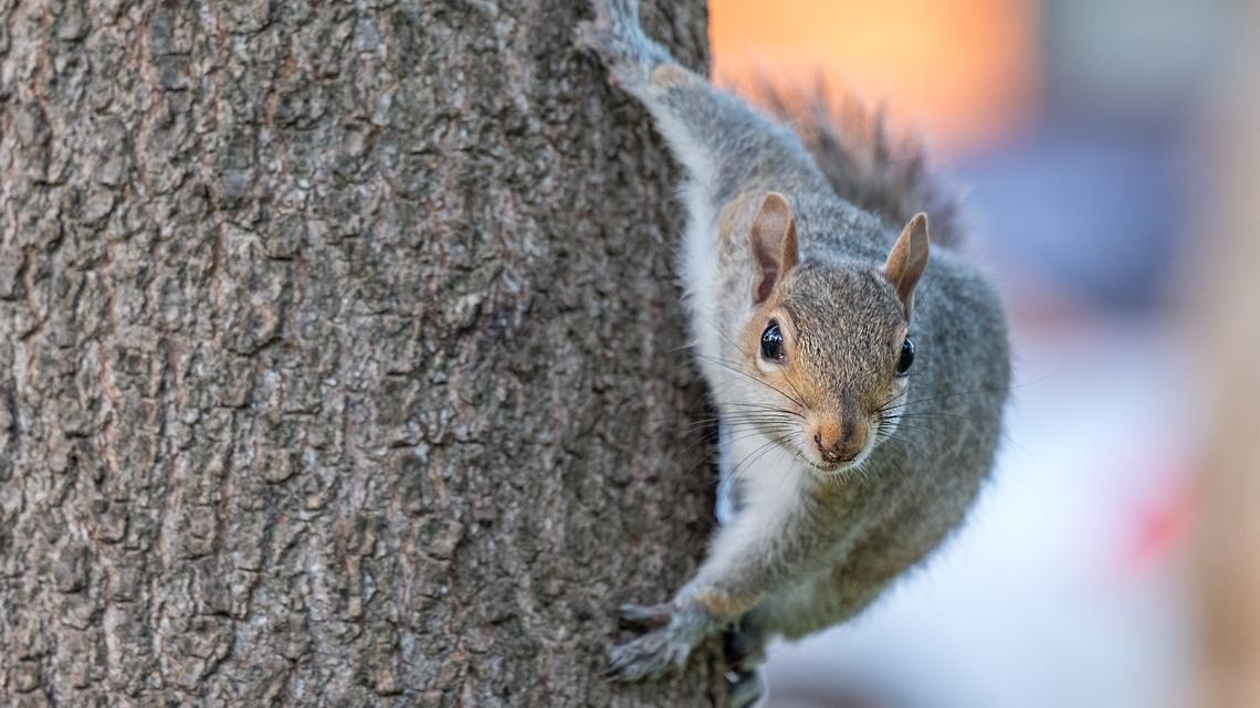 Fifth annual Umarex Big Squirrel Challenge set for January 2026 | What ...