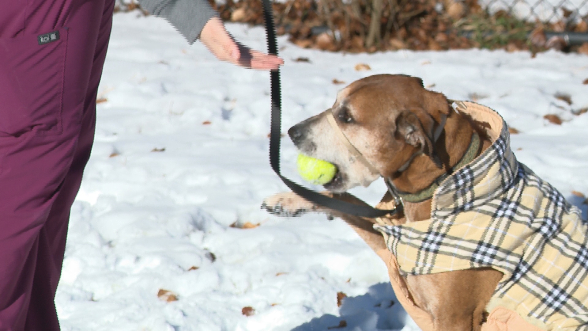 Cold outside? Your pets probably are, too | Here are tips to keep them ...