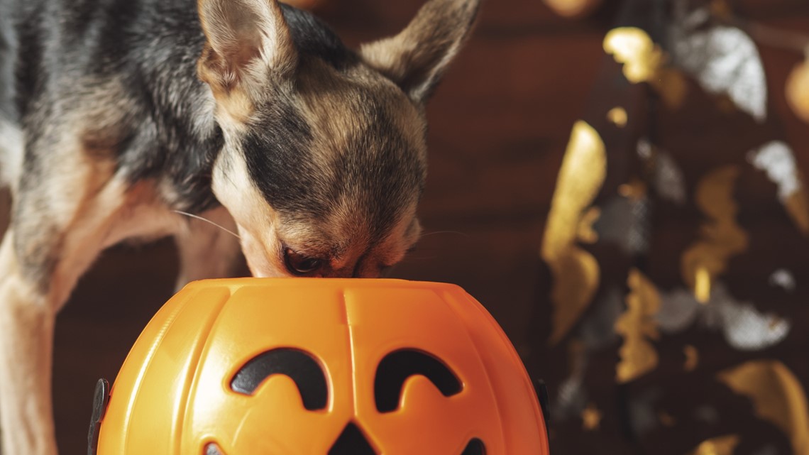 VERIFY: These Halloween candies are the most dangerous to pets | thv11.com