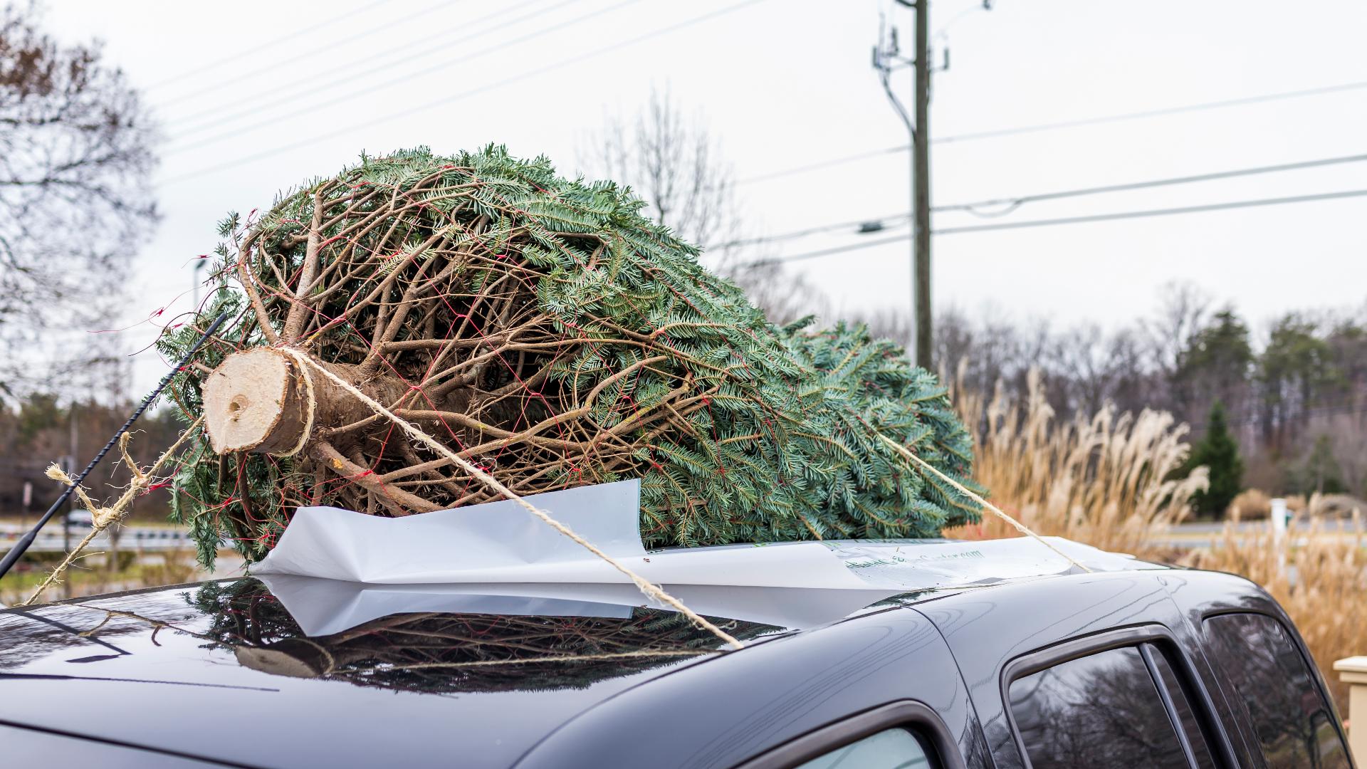 AAA urges caution: Secure Christmas trees to prevent road hazards ...