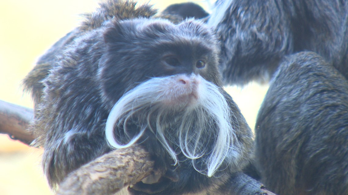 Dallas Zoo monkeys stolen: Suspect indicted on burglary charges | thv11.com