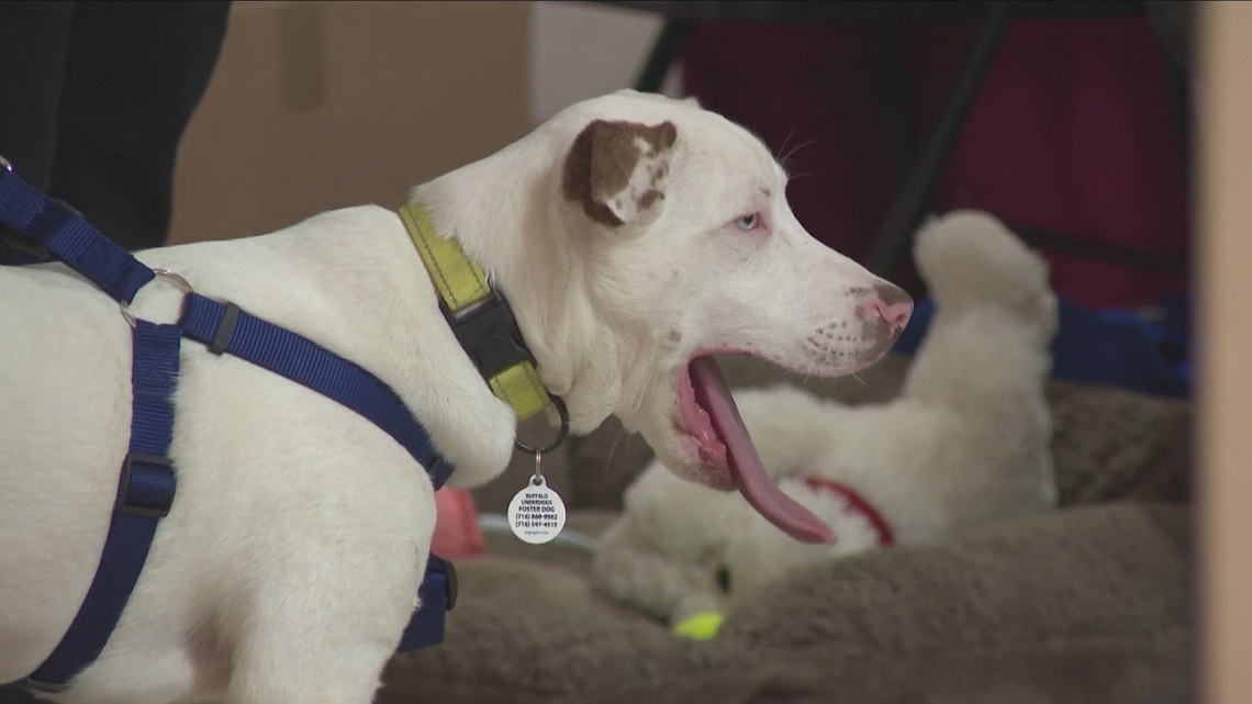 CDC requirements for dog owners crossing the border | thv11.com