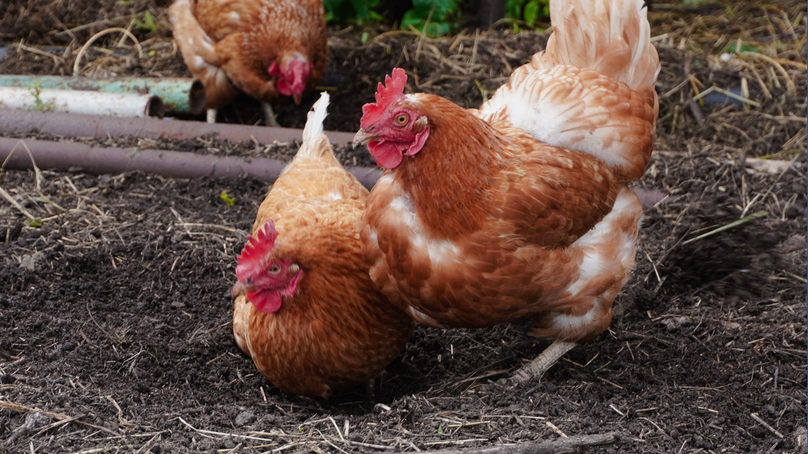 Arkansas rapper Bankroll Freddie sentenced to 12.5 years | thv11.com