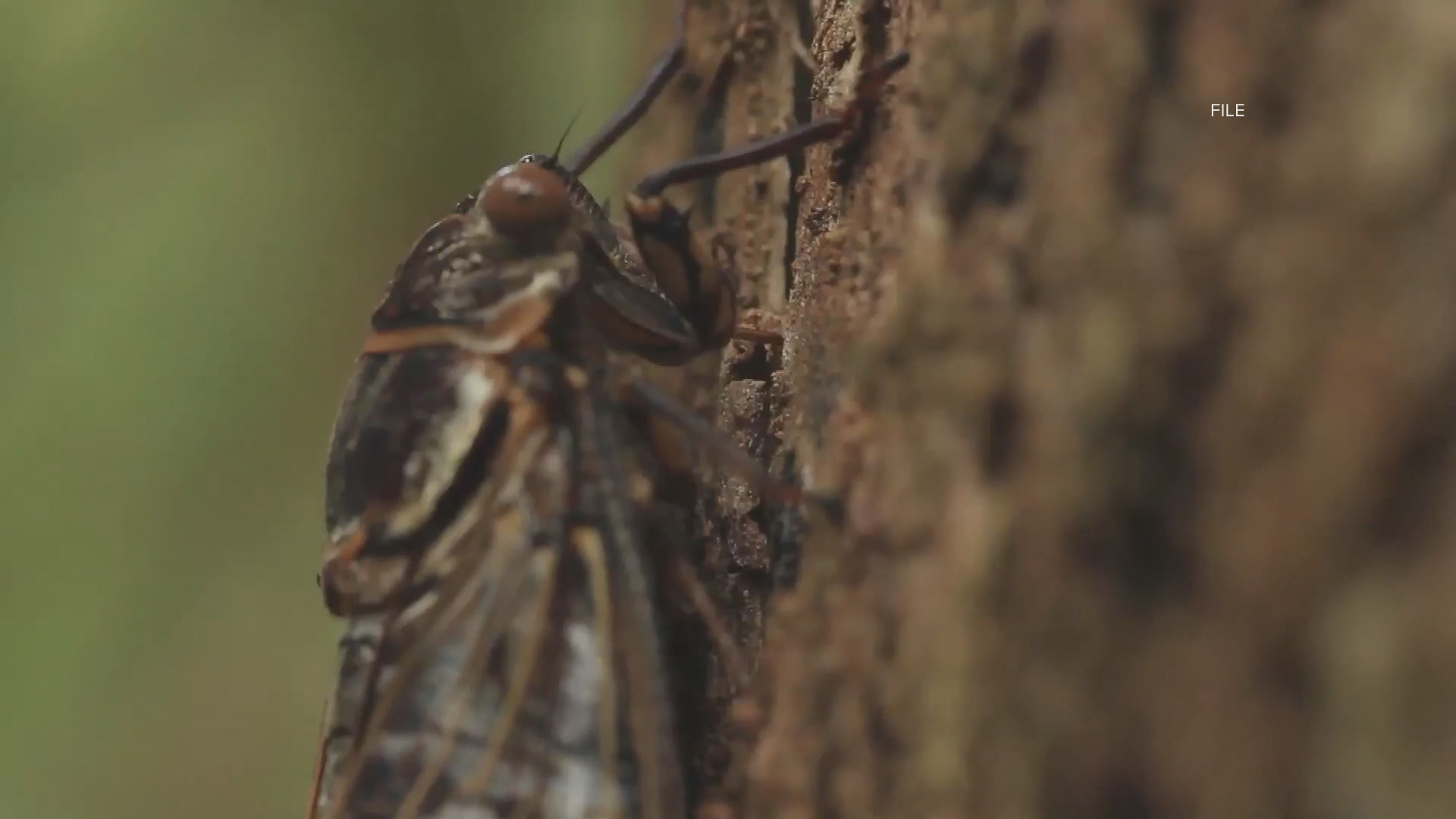SC experts weigh in: Are cicadas safe to eat? | thv11.com