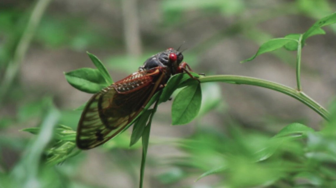 'Singing' cicadas are returning after 13 years | thv11.com