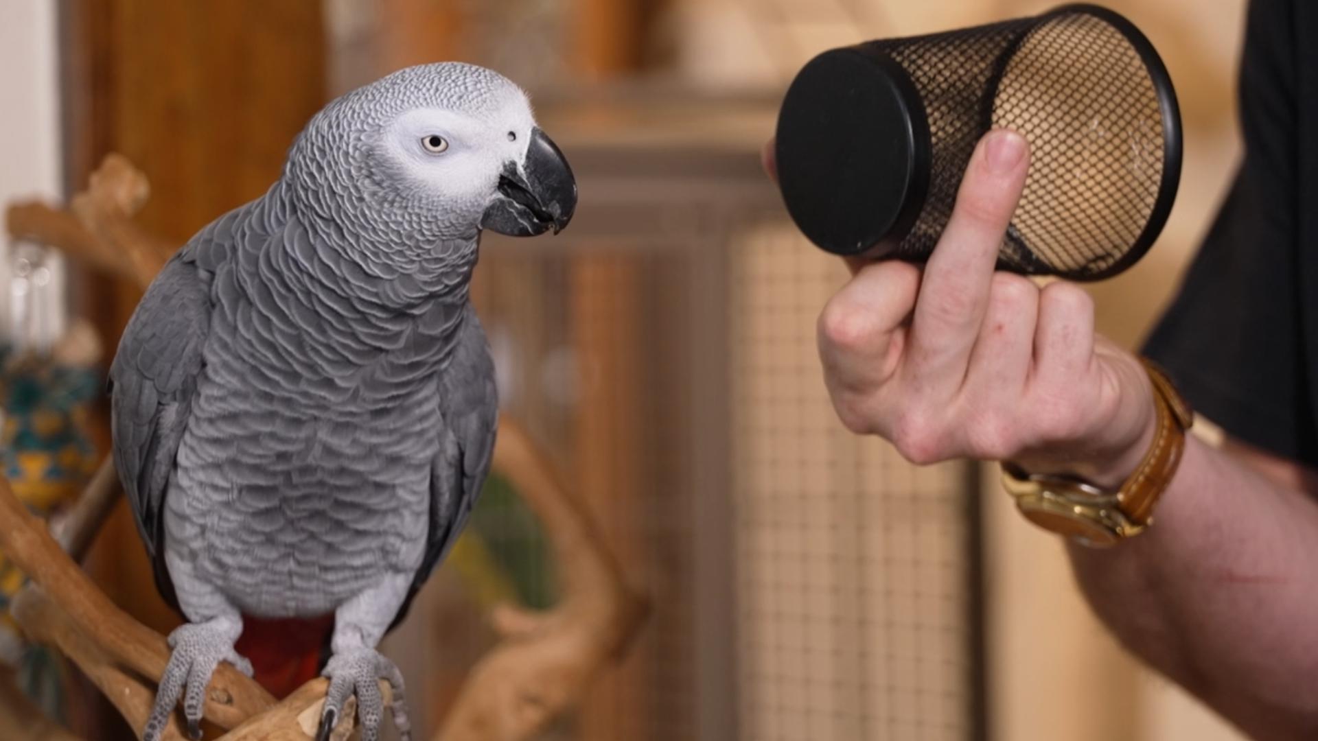 Video-gaming dog, talking parrot at center of animal cognition study ...