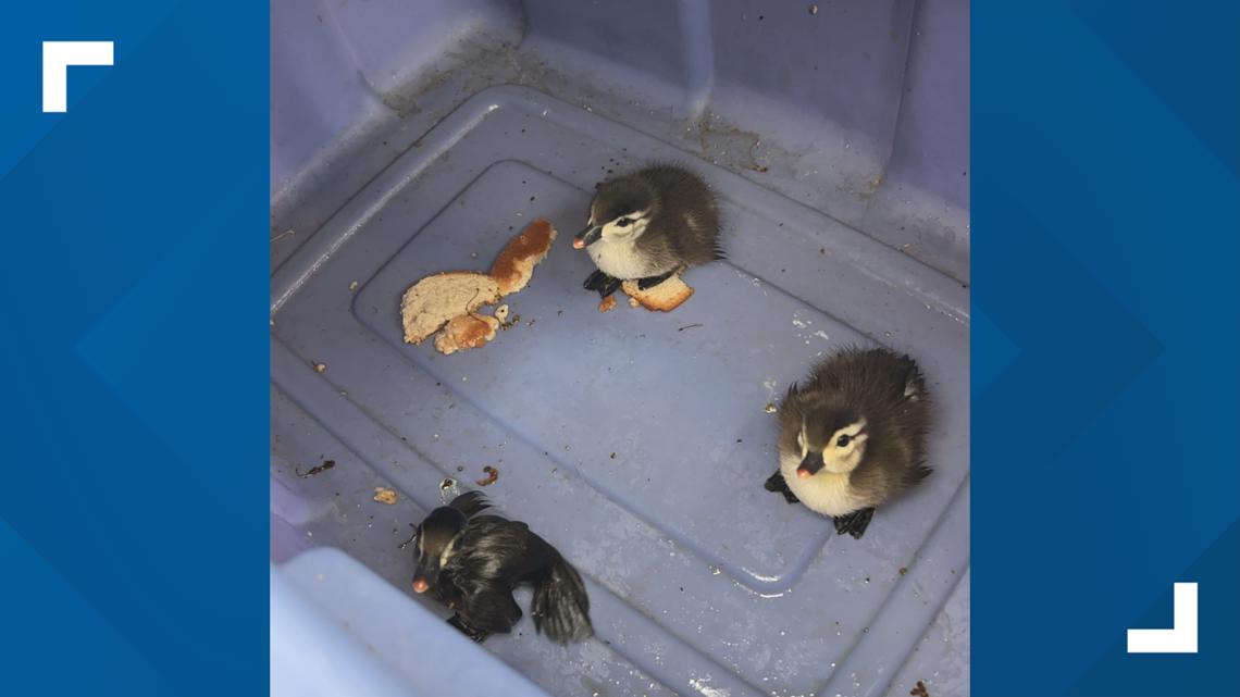 VIDEO: Crews in Florida rescue baby ducks from storm drain | thv11.com