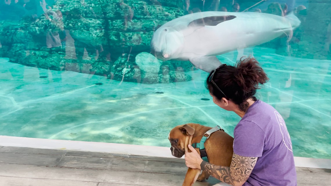 Suncoast Animal League takes puppy to meet CMA dolphins | thv11.com