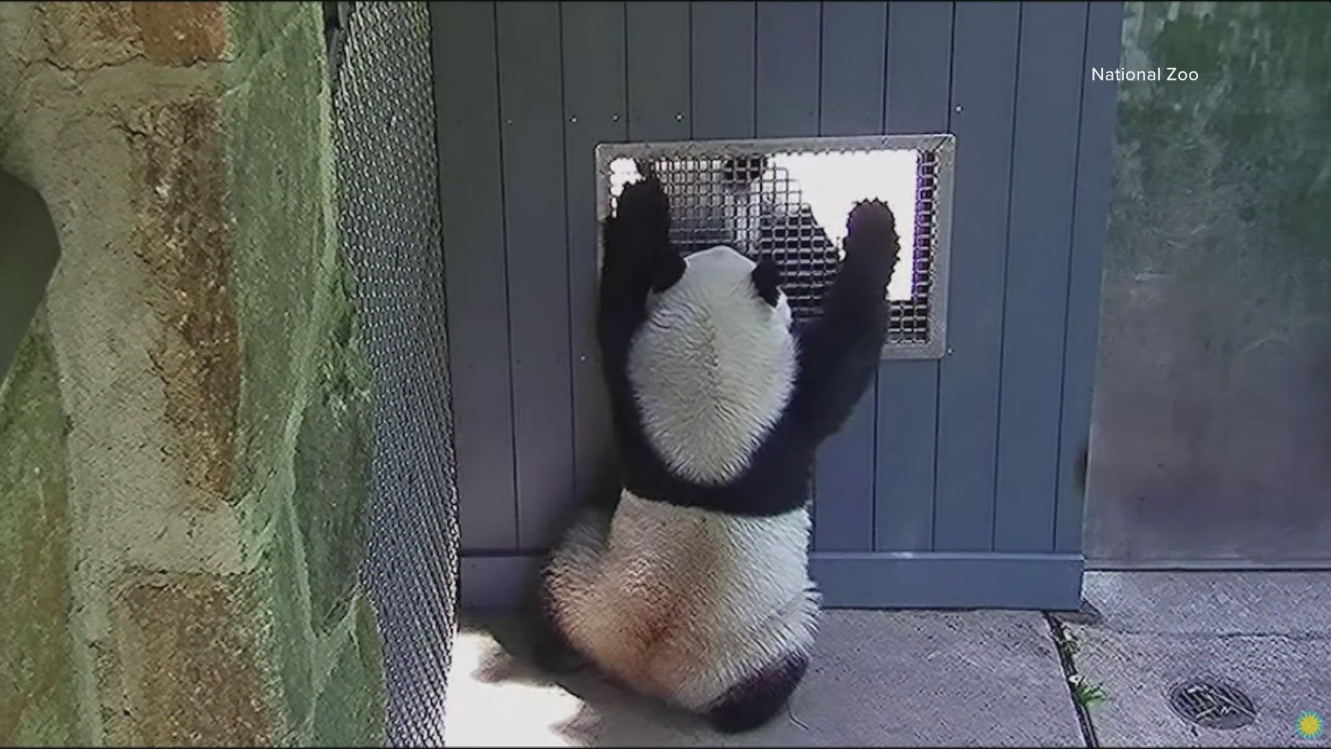 National Zoo pandas share their first date during chat through 'howdy ...