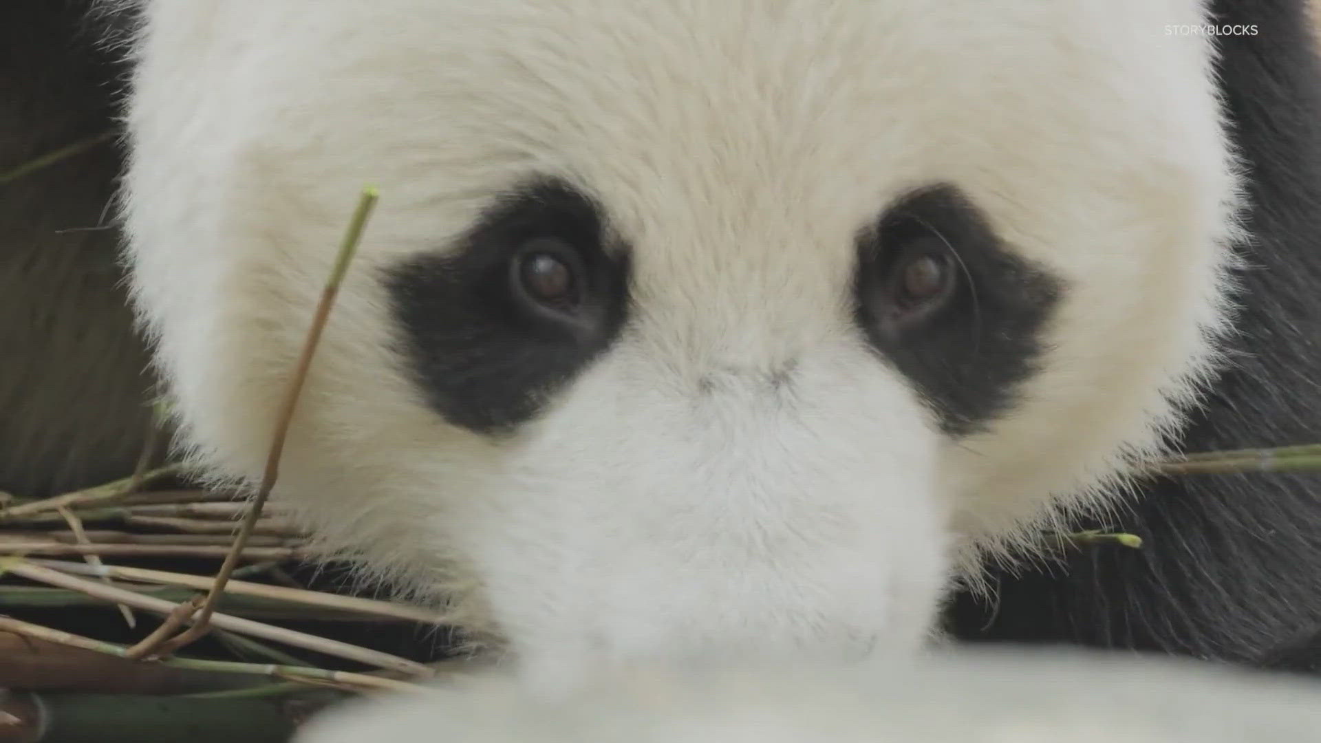 Watch: The Giant Panda Cam is back at the National Zoo | thv11.com