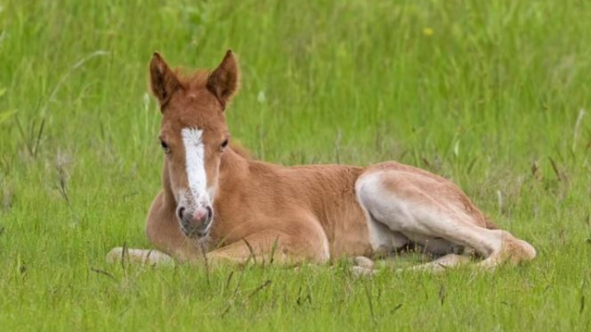 Rescued foal with rare birth defect matched with surrogate | thv11.com